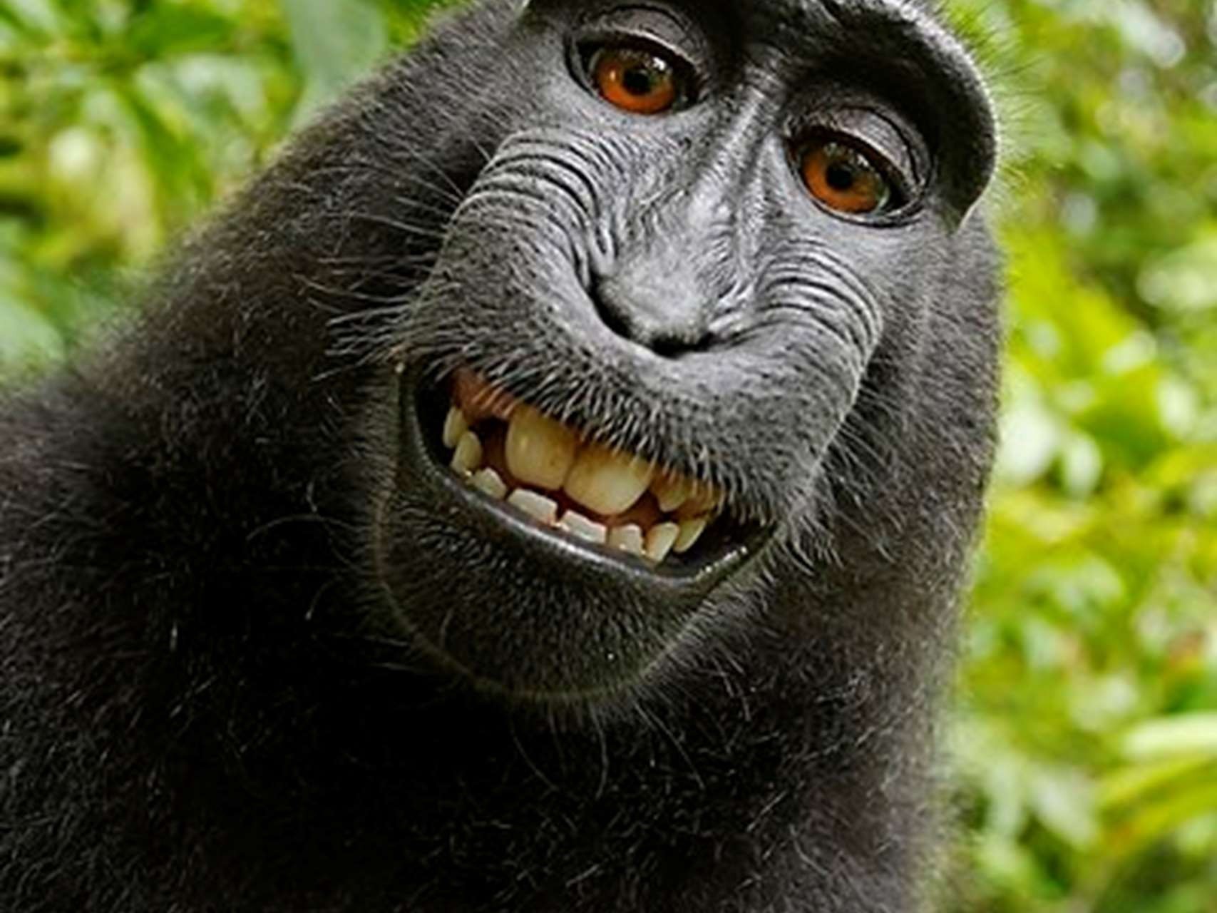 Elsa Godart Je Selfie Donc Je Suis Les M tamorphoses Du Moi L